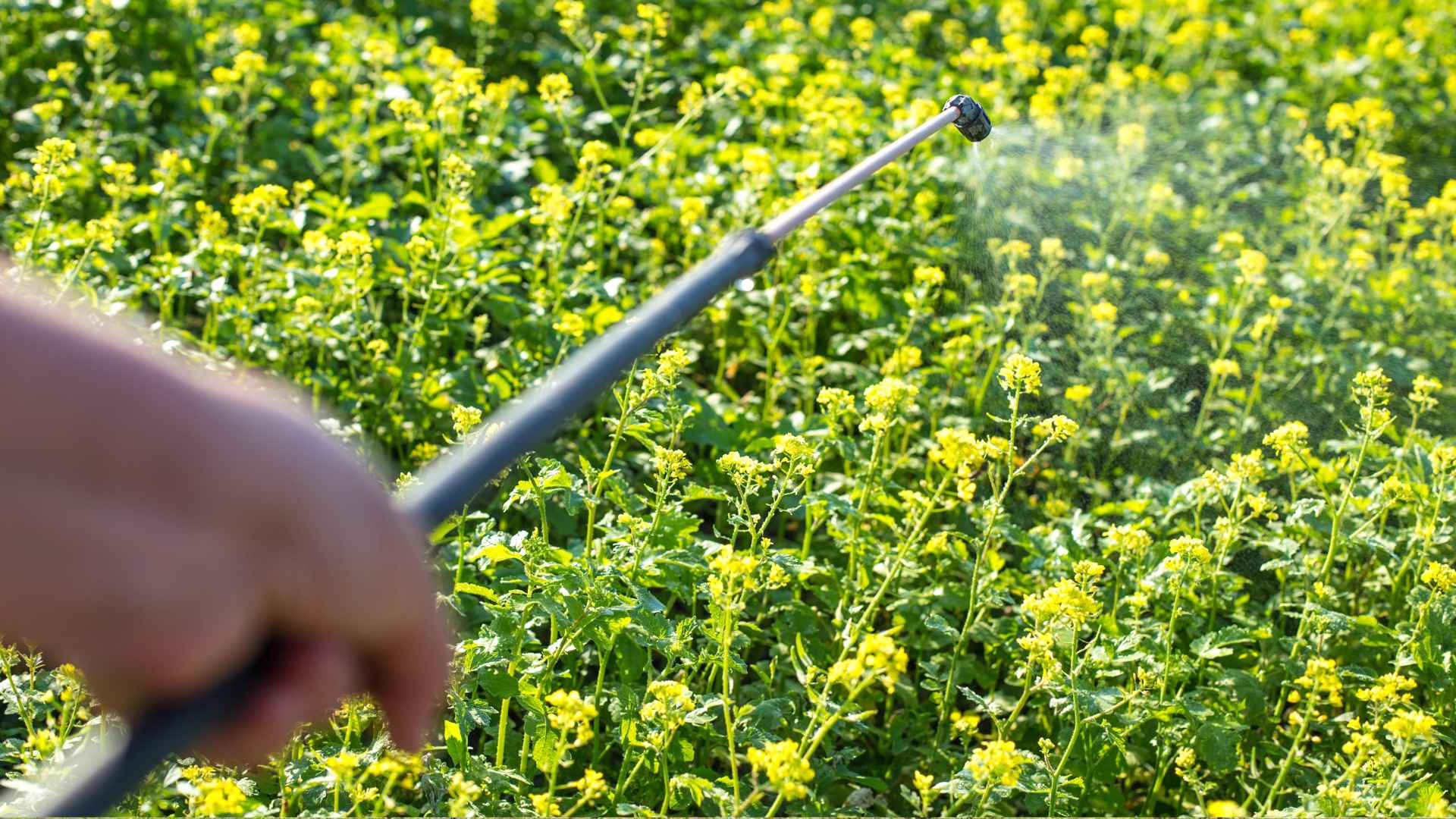 Why Winter Weed Control Is Essential for Georgia Lawns in 2025 ...