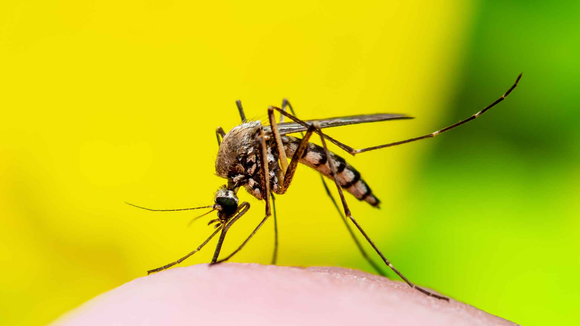 7 Mosquito Breeding Spots in Your Yard (And How to Eliminate Them ...