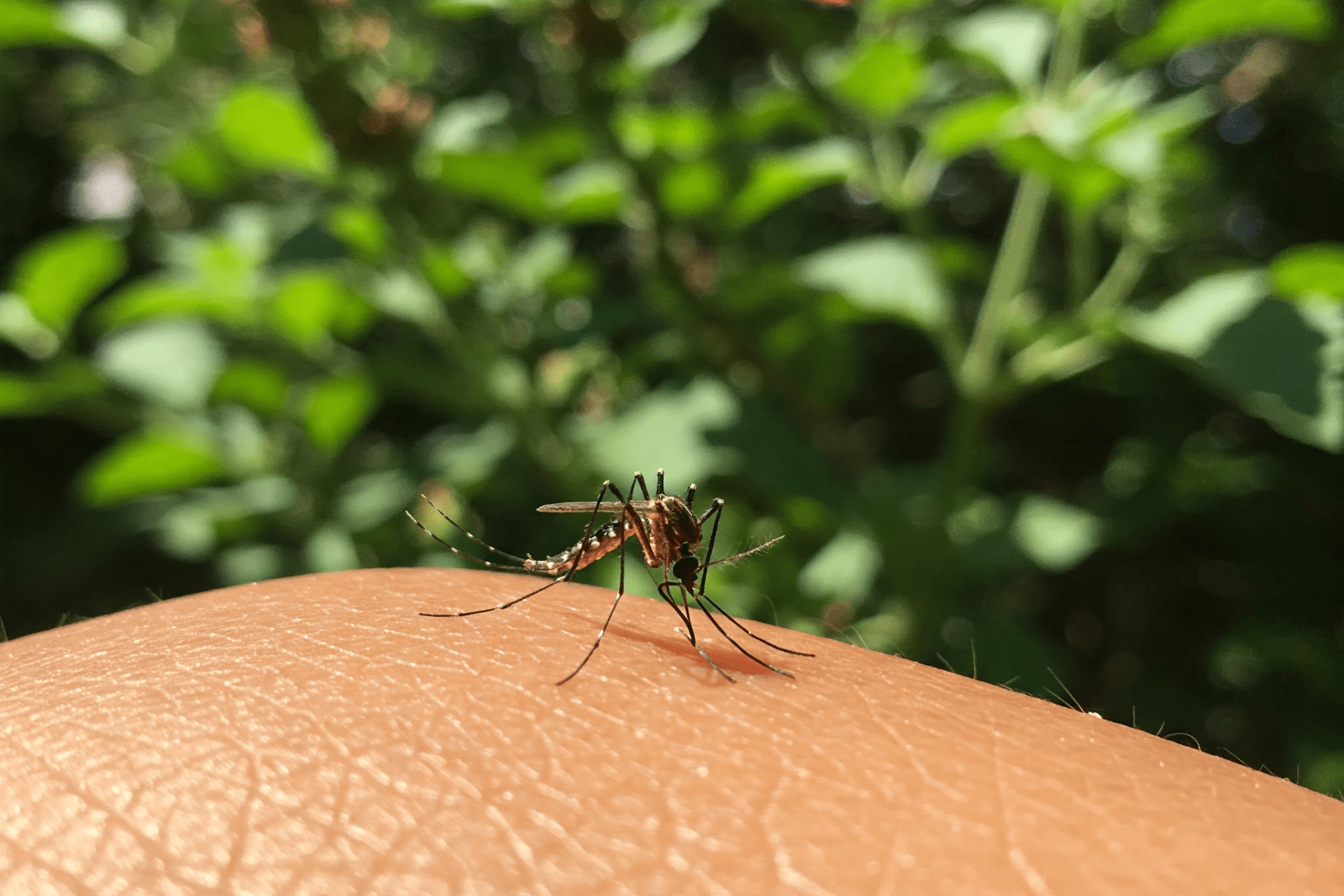 6 Plants That Repel Pesky Mosquitoes in Georgia Homes